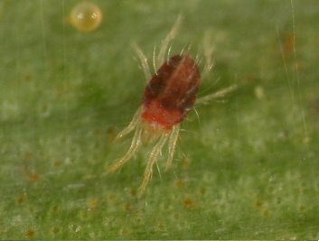 Mite - Shulong Flowers Industry